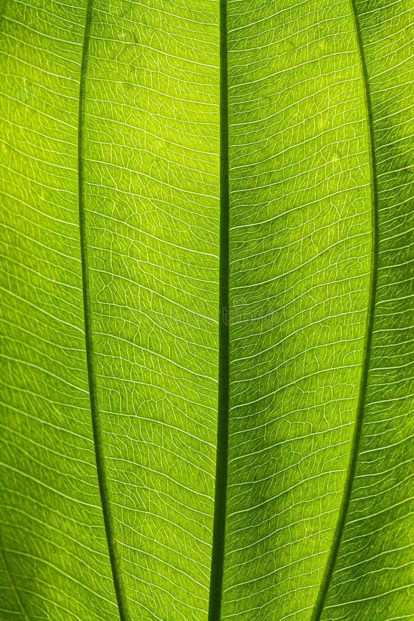 Detailed Green Leaf - Isolated Stock Photo - Image of nervure ...