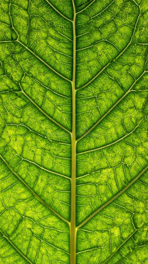 Detailed Green Leaf Texture with Visible Veins and Backlit Transparency ...