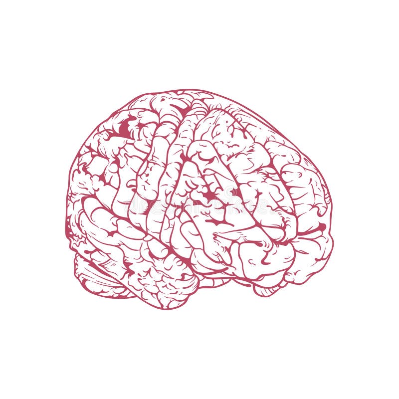 Detailed Hand Drawn Human Brain Illustration in Red Stock Vector ...