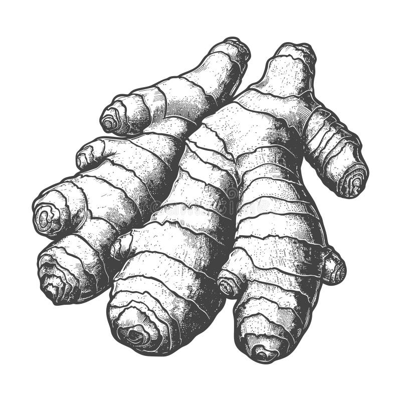 Fresh Ginger Root: Aromatic Spice and Culinary Ingredient Stock Vector ...