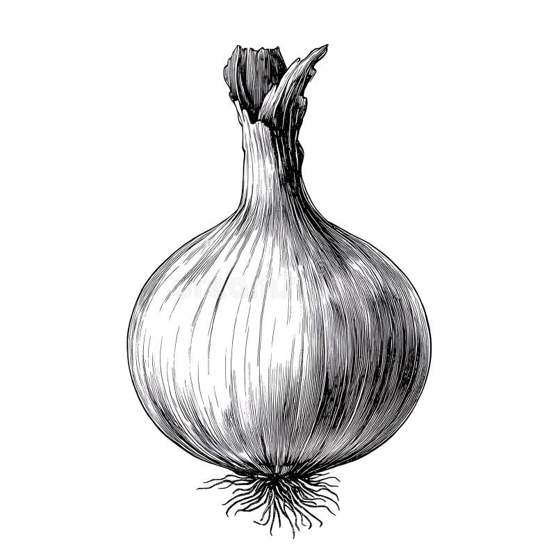 Detailed Hand-drawn Illustration of a Single Onion Stock Illustration ...