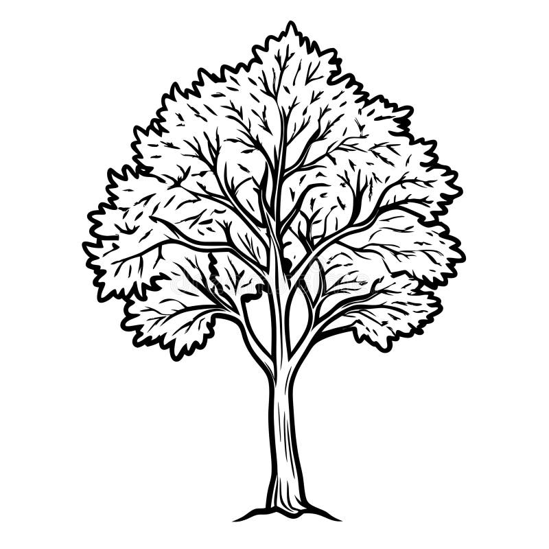 Detailed Hand Drawn Tree Illustration Nature, Branches Art, Black and ...