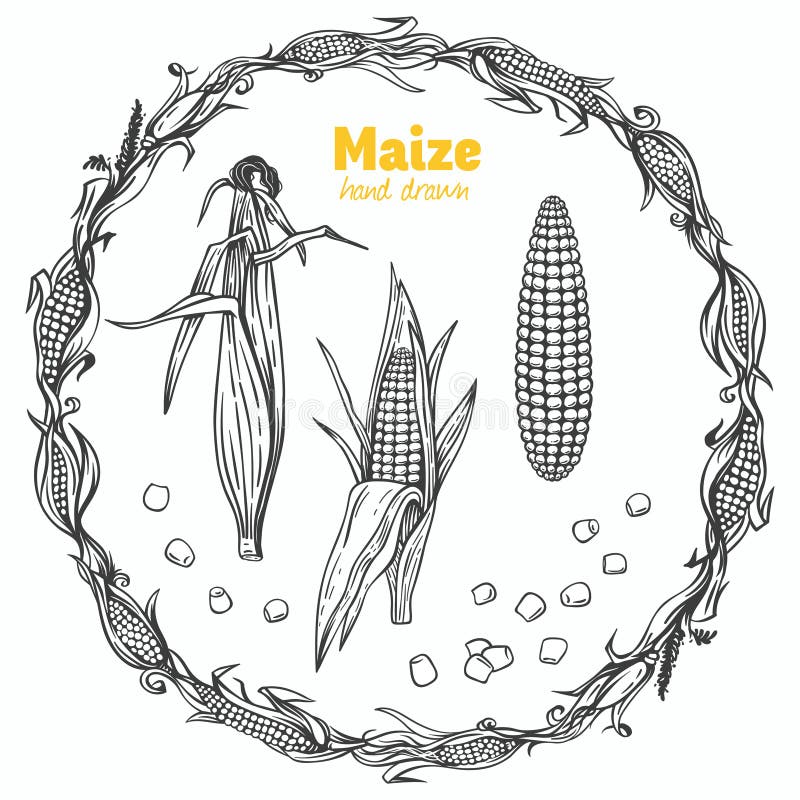 Maize Vector Hand Drawn Illustration Stock Vector - Illustration of ...
