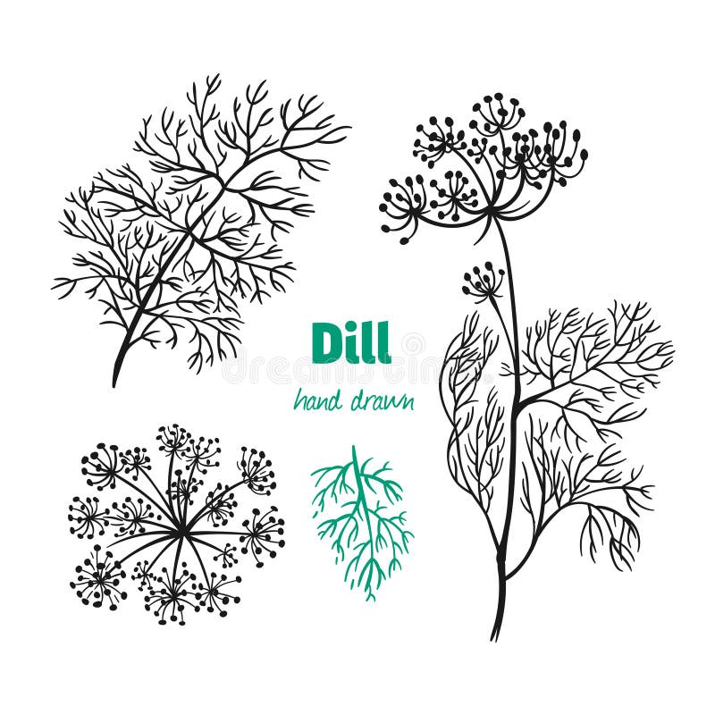 Dill Plant Leaves And Flowers Vector Hand Drawn Illustration Stock Vector Illustration Of