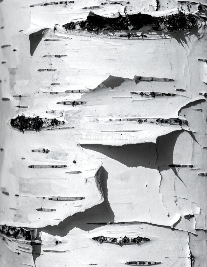 Graphic Birch Tree Bark Abstract Pattern Stock Illustration ...
