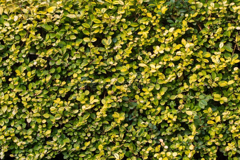 Detailed High Quality Plant Texture Stock Photo - Image of color ...