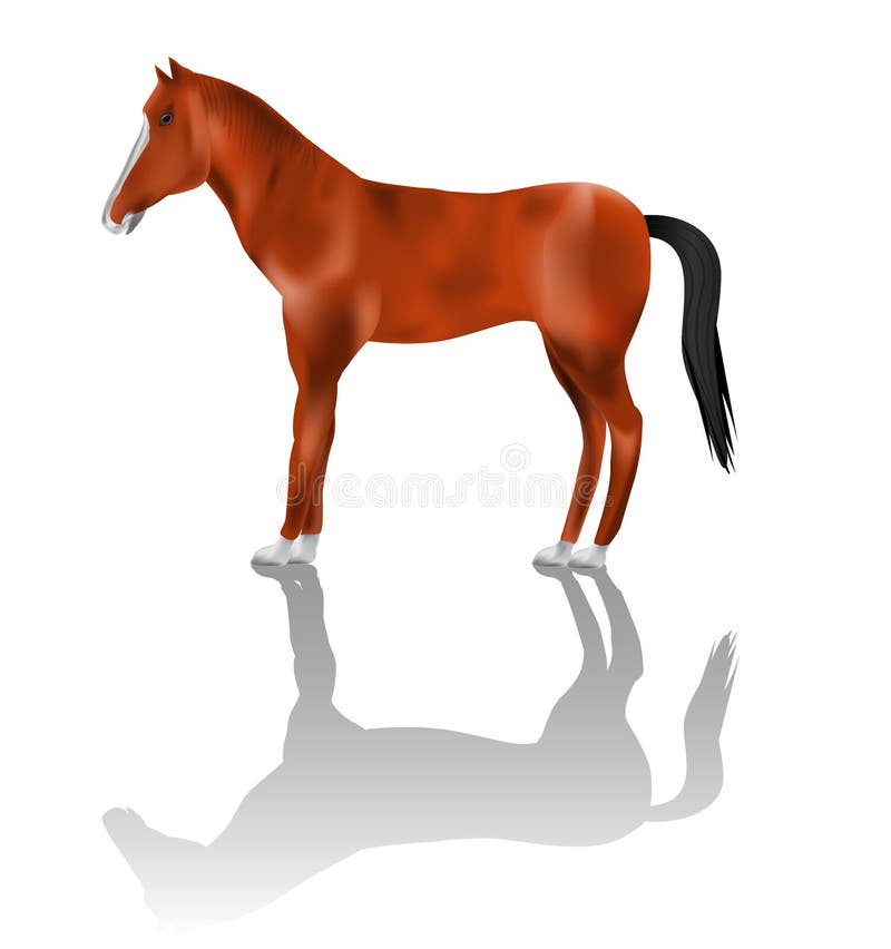 Vector thoroughbred horse stock vector. Illustration of design - 9876546