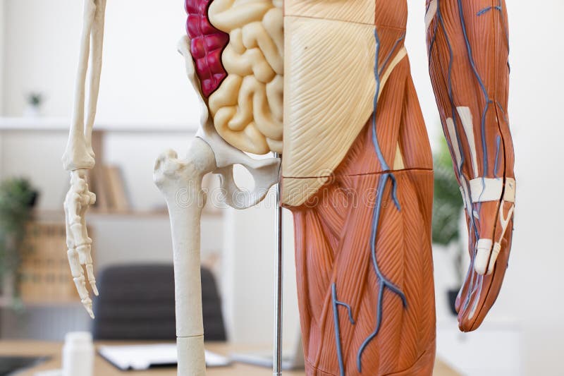 Human Anatomy Model Showing Bones, Organs, Muscles, and Veins Stock ...