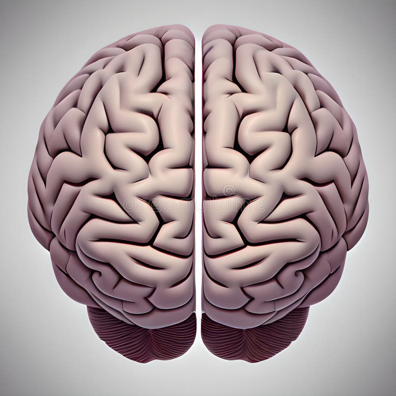Detailed Human Brain Rendering Stock Photo - Image of wallpaper, lobes ...