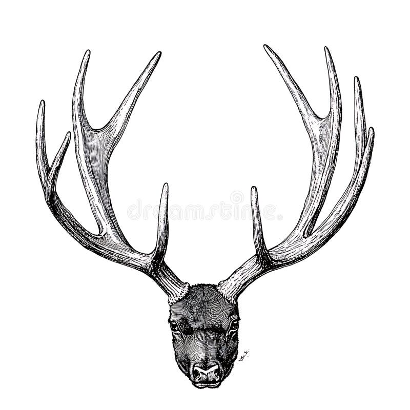 Detailed Illustration of a Deer S Head with Large Antlers Stock ...