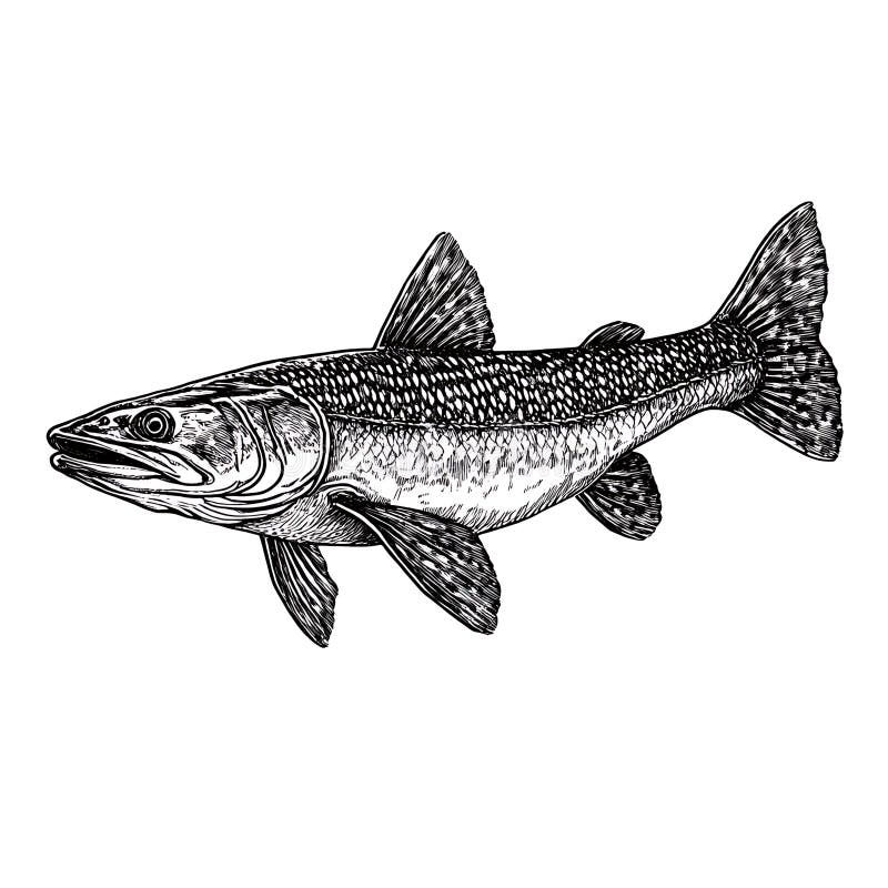 Detailed Illustration of a Fish Stock Illustration - Illustration of ...