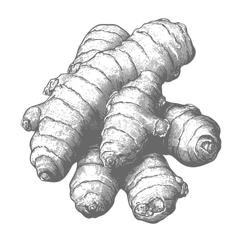 Fresh Ginger Root: Detailed Hand-Drawn Illustration Stock Vector ...