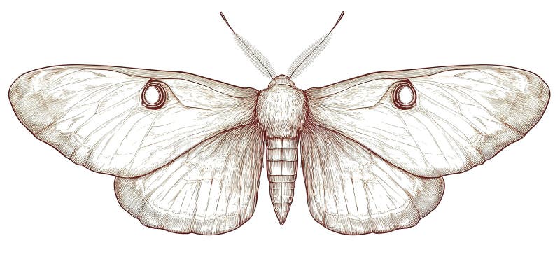 Detailed Illustration of a Moth with Intricate Wing Patterns and ...