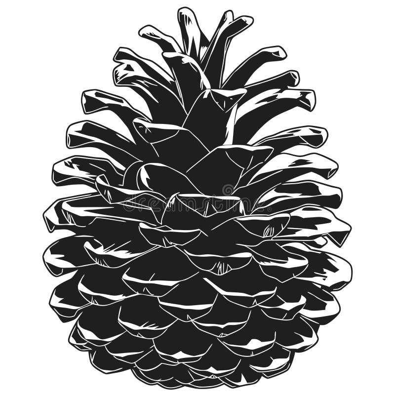 Detailed Pine Cone Vector Illustration for Nature and Botanical Design ...