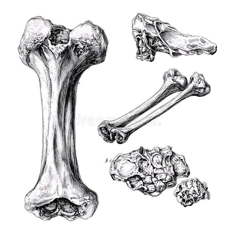 Detailed Illustration of Various Bones, Including a Long Bone, Smaller ...