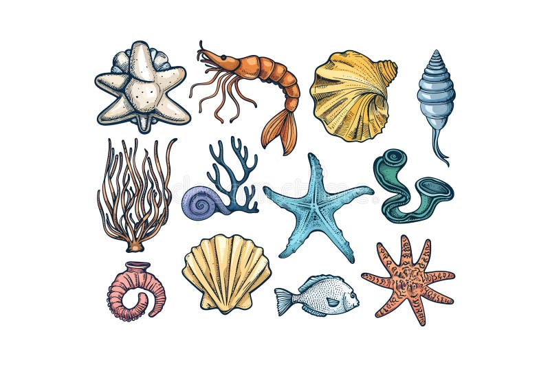 Detailed Illustrations of Marine Life and Seashells. Vector ...