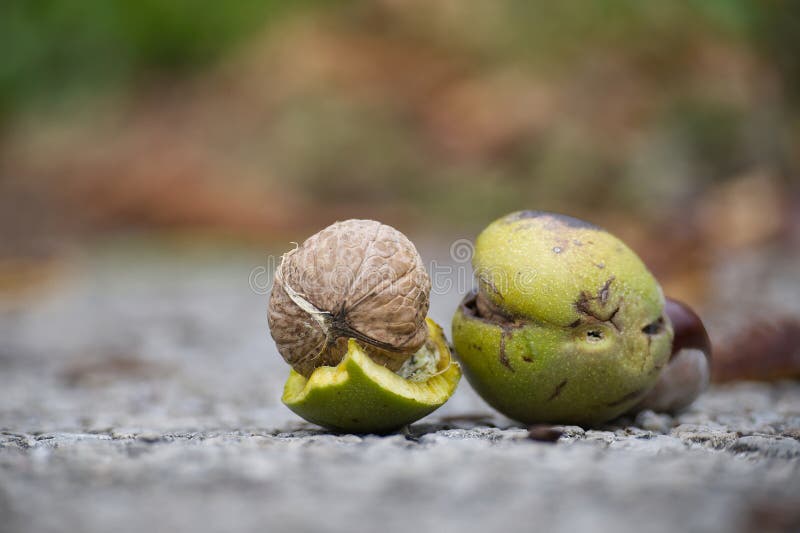 Detailed Image of Assorted Nuts and Seeds Resting on Rustic Ground ...