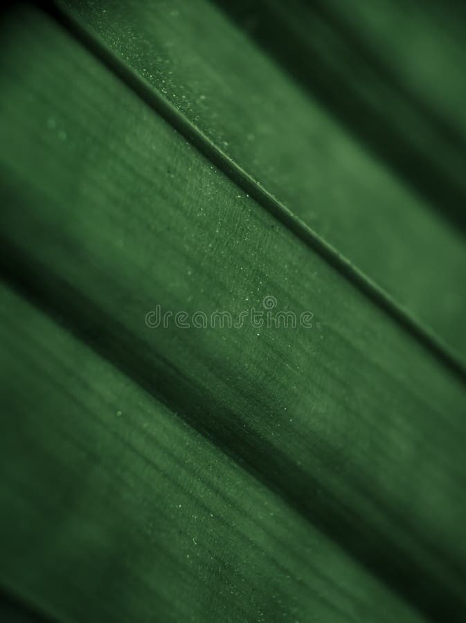 Detailed Image of a Green Leaf of a Tree Stock Photo - Image of light ...