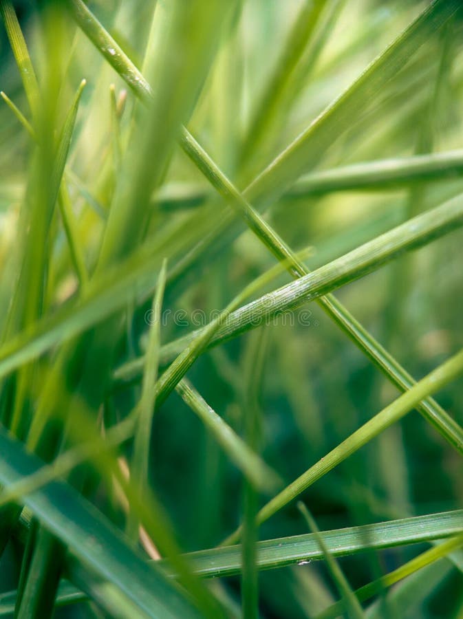 Detailed Image of a Green Leaf of a Tree Stock Photo - Image of ...