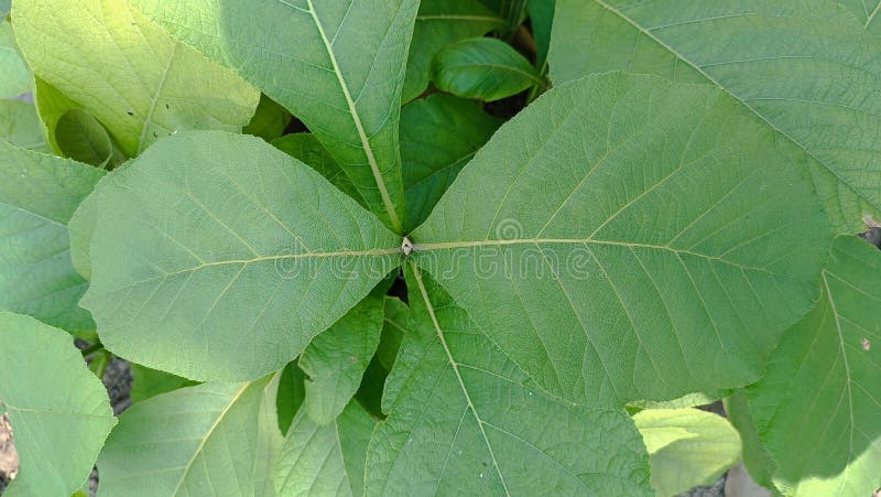 Detailed Image of a Large, Green Compound Leaf Stock Photo - Image of ...