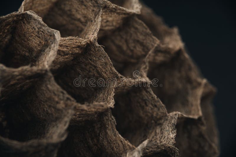 Detailed Image of a Paper Wasp Nest Constructed from Small Pieces of ...