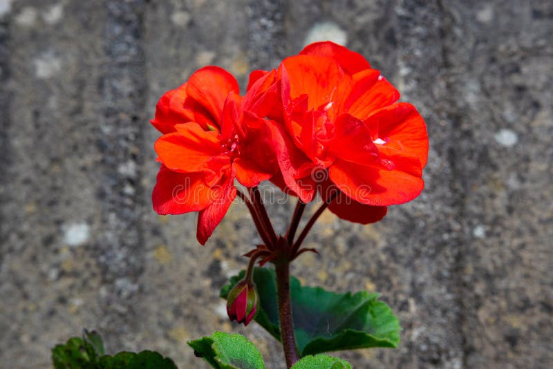 Red Geranium Flower. stock image. Image of nature, color - 321066033
