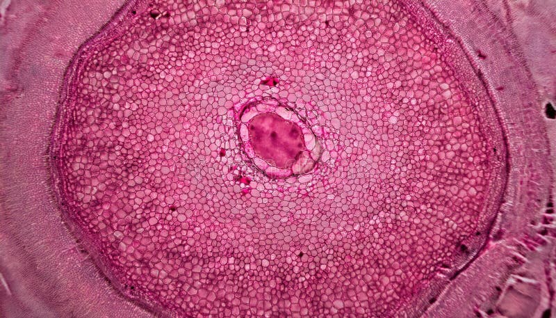 Detailed Image of Root Cells Undergoing Division, Showcasing Cellular ...