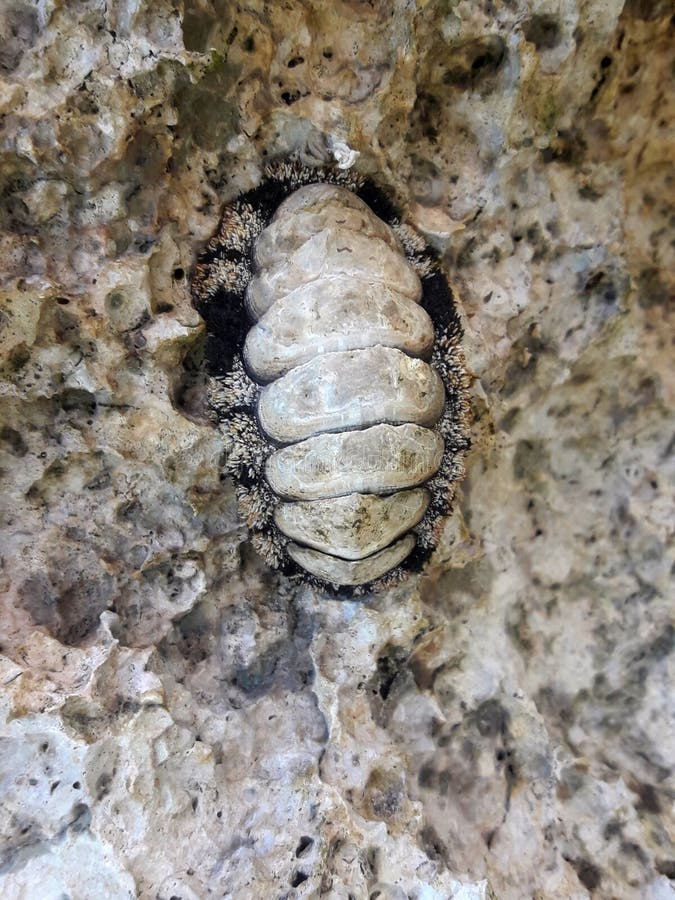 Detailed Image of Segmented Creature Nestled in Rocky Crevice with ...
