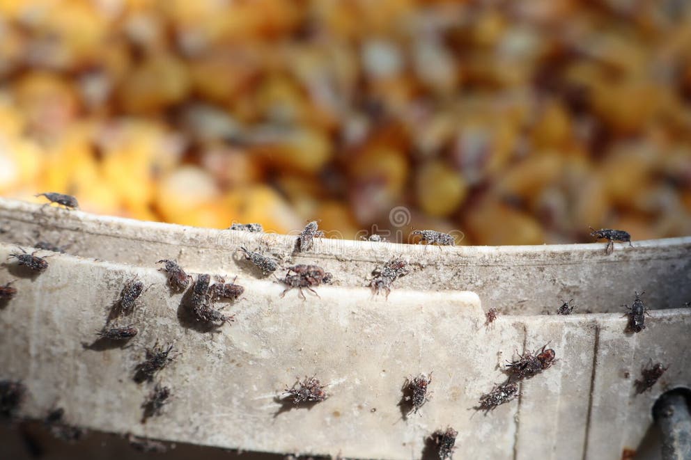 Infested Corn Kernels with Flies Cause Contamination and Health Risks ...