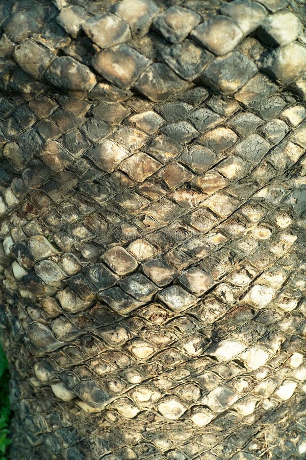 Close-up Texture of Tree Bark with a Unique Diamond Pattern. Natural ...