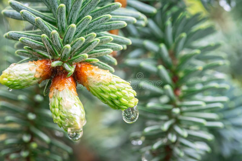 Water Droplet on a Fir Tree Stock Photo - Image of branch, droplet ...