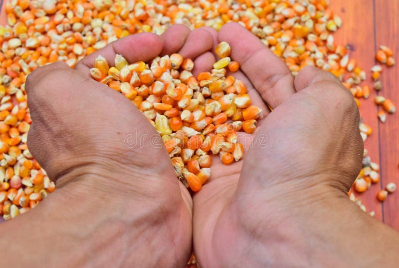 Detailed Images of Corn Kernels. Corn Seed Ready To Be Processed. Corn ...