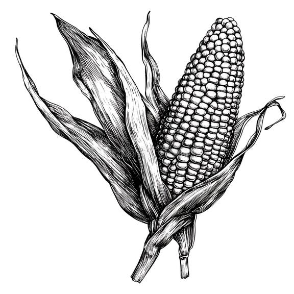 Detailed Ink Drawing of Corn on the Cob Ink Sketch Stock Illustration ...