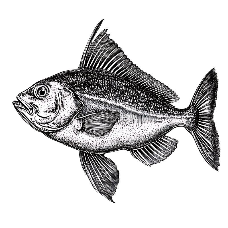 Detailed Ink Drawing of a Fish. (1 Stock Illustration - Illustration of ...