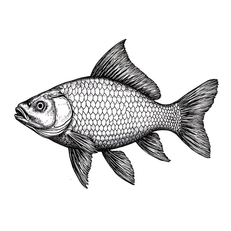 Detailed Ink Drawing of a Fish. (1 Stock Illustration - Illustration of ...