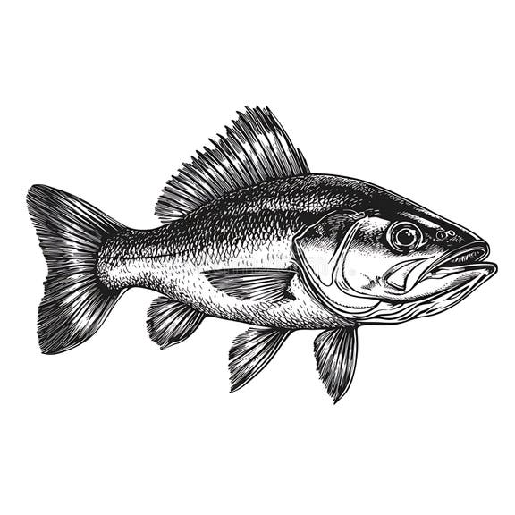 Detailed Ink Drawing of a Fish. (1 Stock Illustration - Illustration of ...