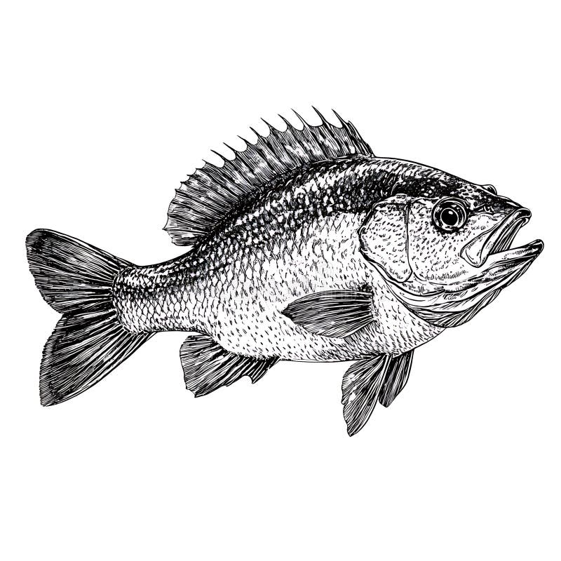 Detailed Ink Drawing of a Fish Stock Illustration - Illustration of ...