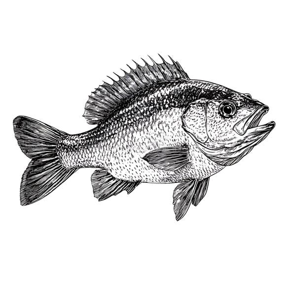 Detailed Ink Drawing of a Fish Stock Illustration - Illustration of ...