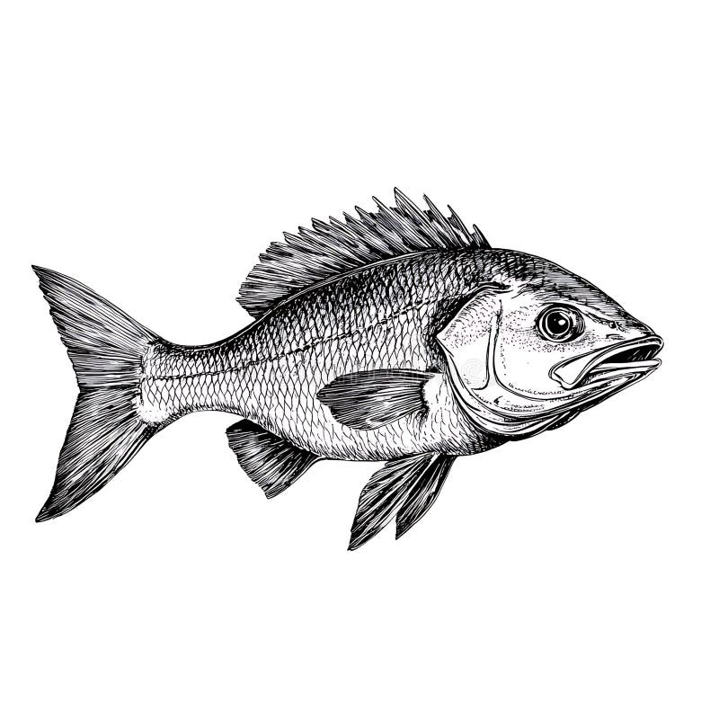 Detailed Ink Drawing of a Fish. (3 Stock Illustration - Illustration of ...