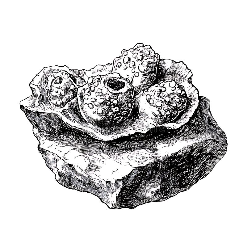 Detailed Ink Drawing of Fossils Embedded in Rock Stock Illustration ...