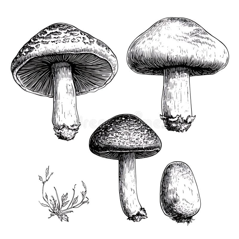 Detailed Ink Drawing of Four Mushrooms and Moss Ink Scketch Stock ...