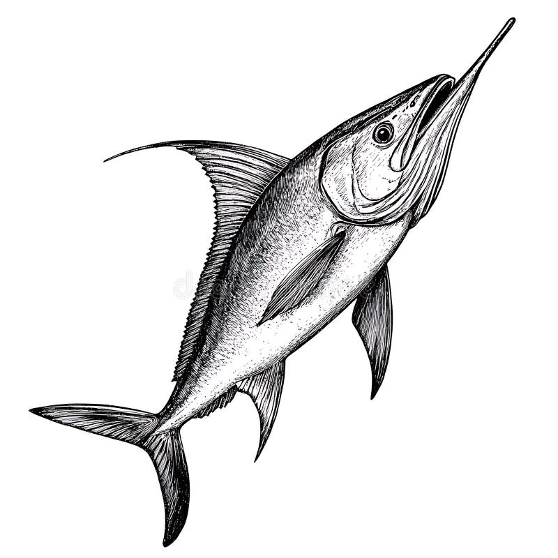 Marlin Drawing Stock Illustrations – 1,140 Marlin Drawing Stock ...