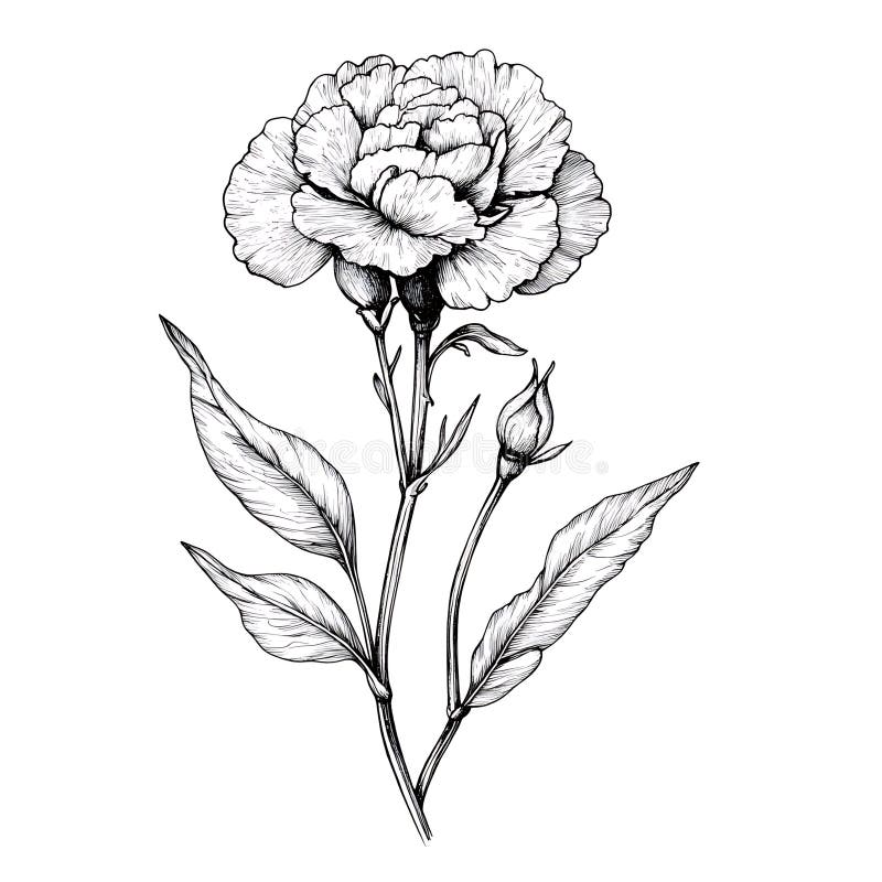 Detailed Ink Drawing of a Single Carnation Flower with Leaves and Bud ...
