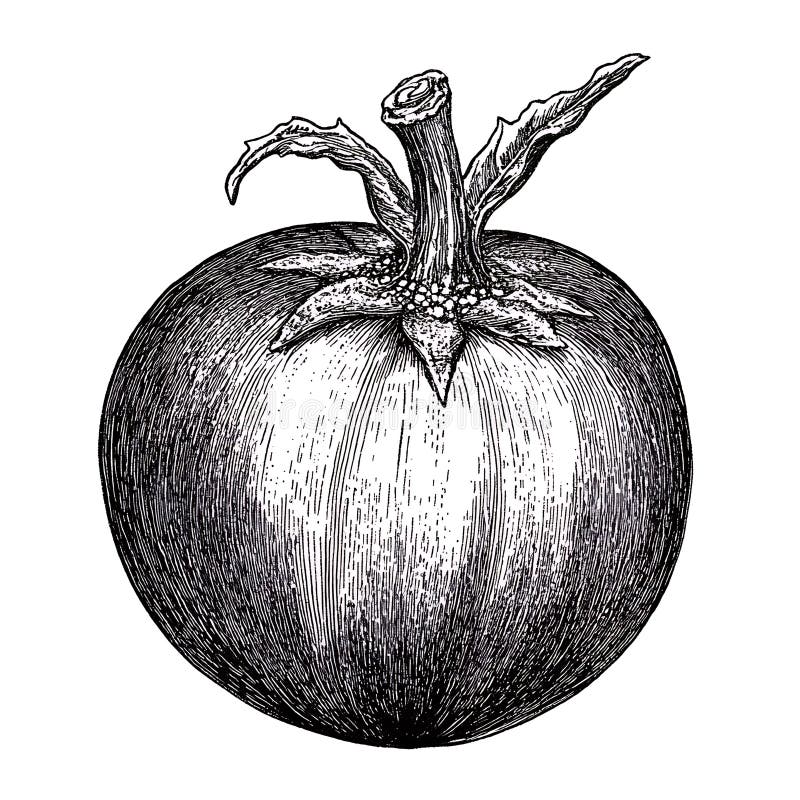 Detailed Ink Drawing of a Single Ripe Tomato Ink Scketch Stock ...