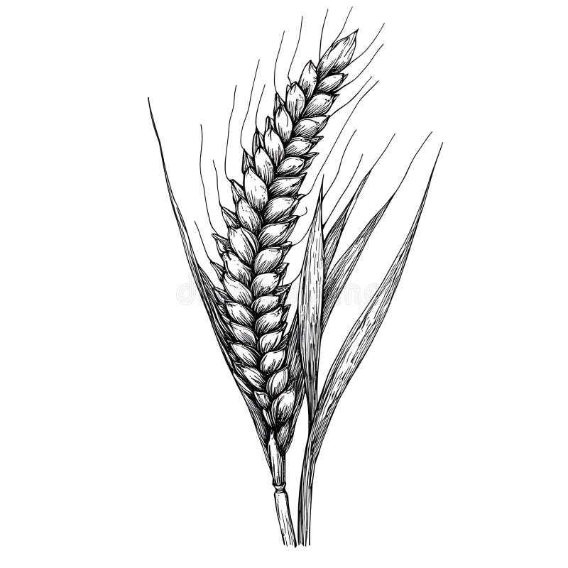 Detailed Ink Drawing of a Single Wheat Stalk Ink Sketch Stock ...