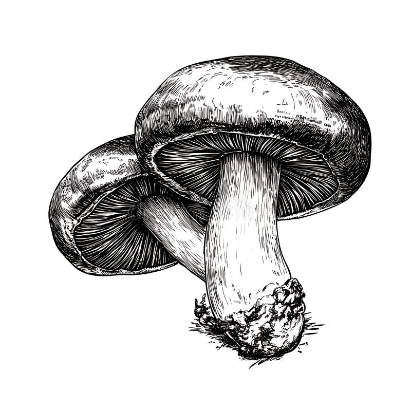 Detailed Ink Drawing of Two Mushrooms Ink Sketch Stock Illustration ...