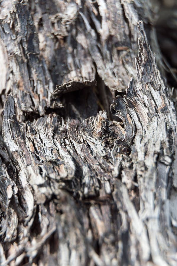 Detailed Knobby Bark Trunk of an Old Tree Stock Image - Image of bark ...