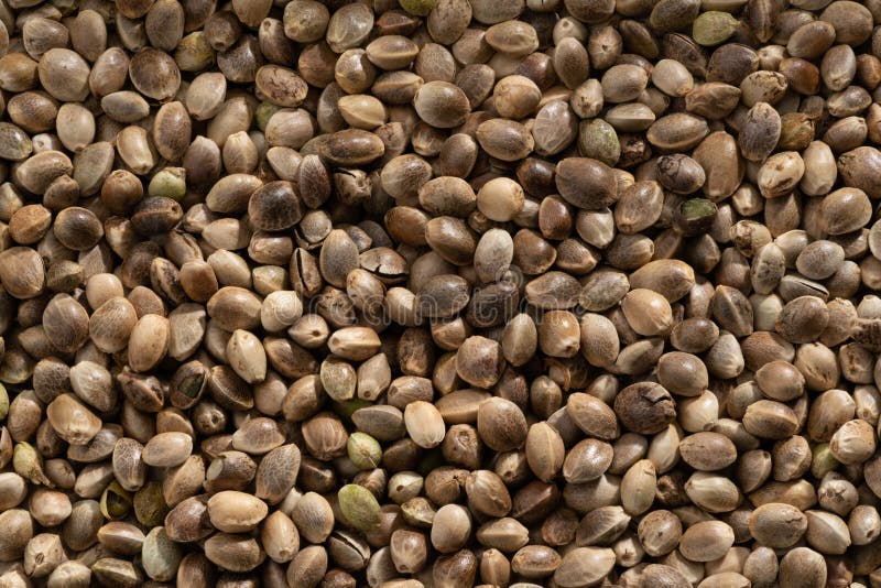 Close-up of Hemp, Brown Fibers with Gaps between Fibers, High ...
