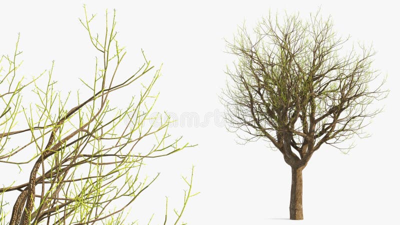 Detailed Leafless Tree with Thin Branches Model Stock Photo - Image of ...