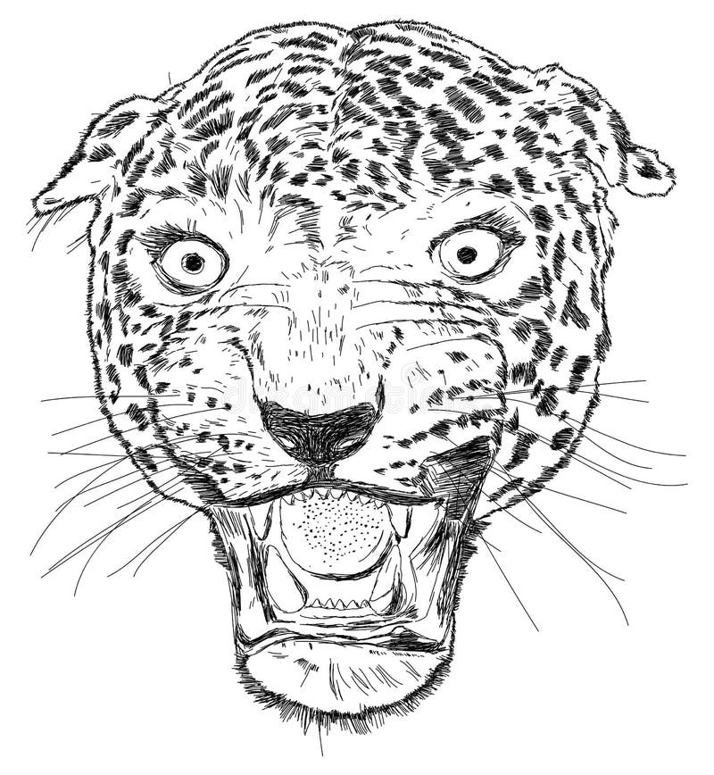 Detailed Leopard Face Vector Illustration - Handmade Stock Vector ...